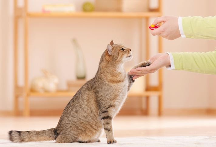 Learning Cat Tricks - 10 Tricks For Intelligent Cats | MeowFluent Learning Cat Tricks - 10 Tricks For Intelligent Cats | MeowFluent