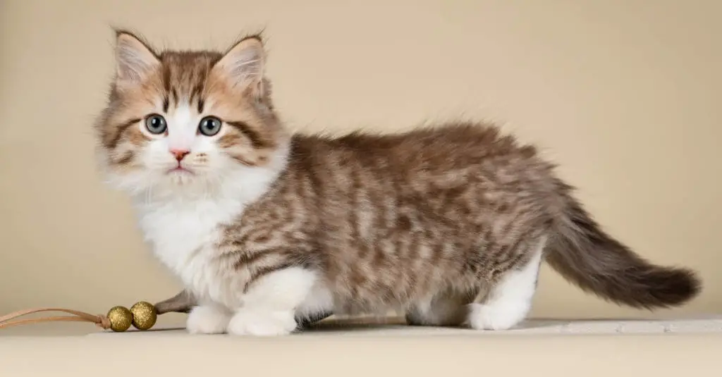 Munchkin Cat 101 Personality Care Nutrition Health And Price Meowfluent